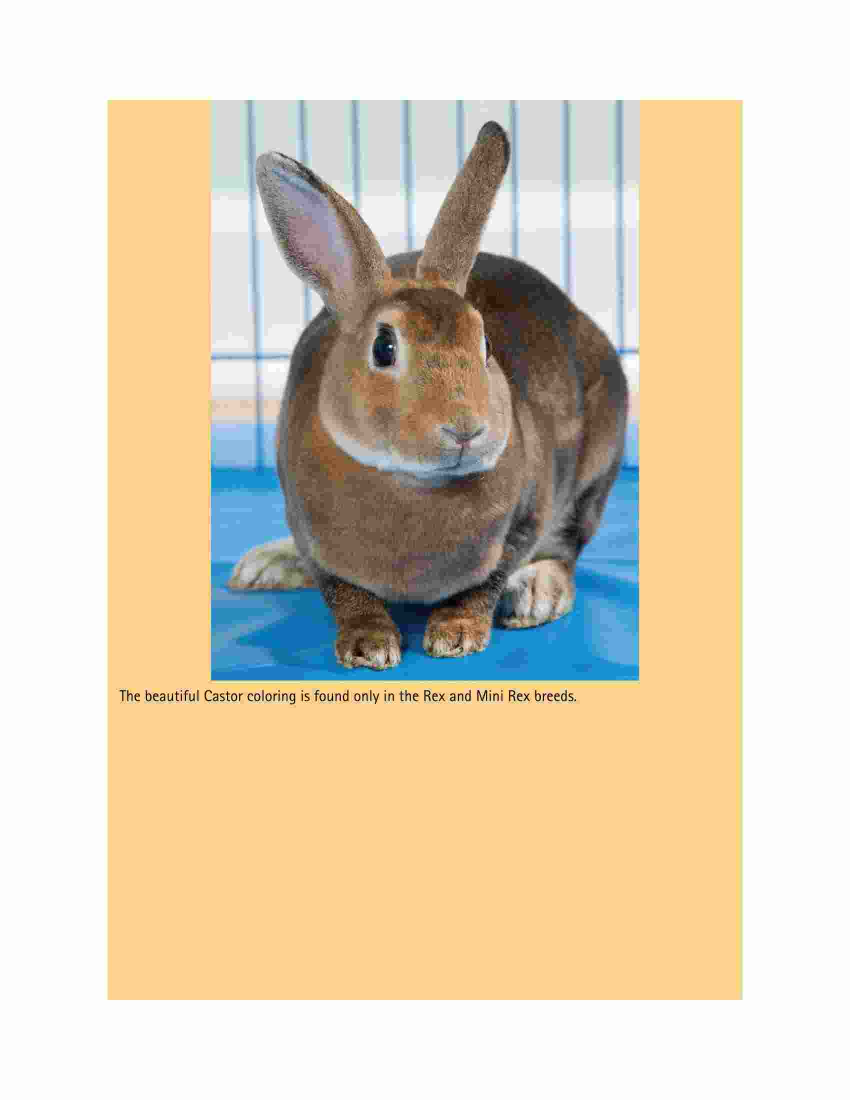 How to Raise Rabbits: Everything You Need to Know, Updated & Revised Third Edition, 3rd Edition ...