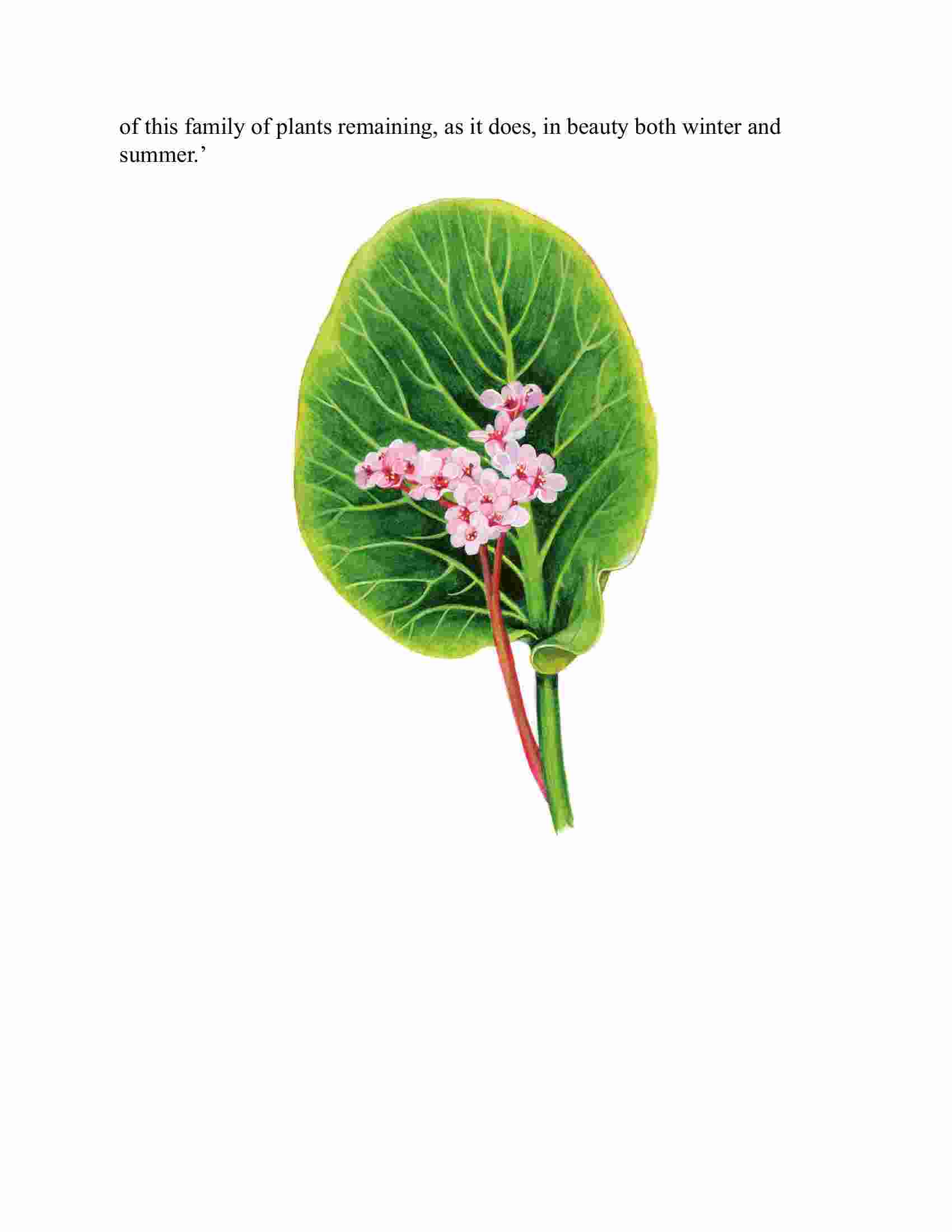 A Short History of Flowers: The stories that make our gardens – FULL ...
